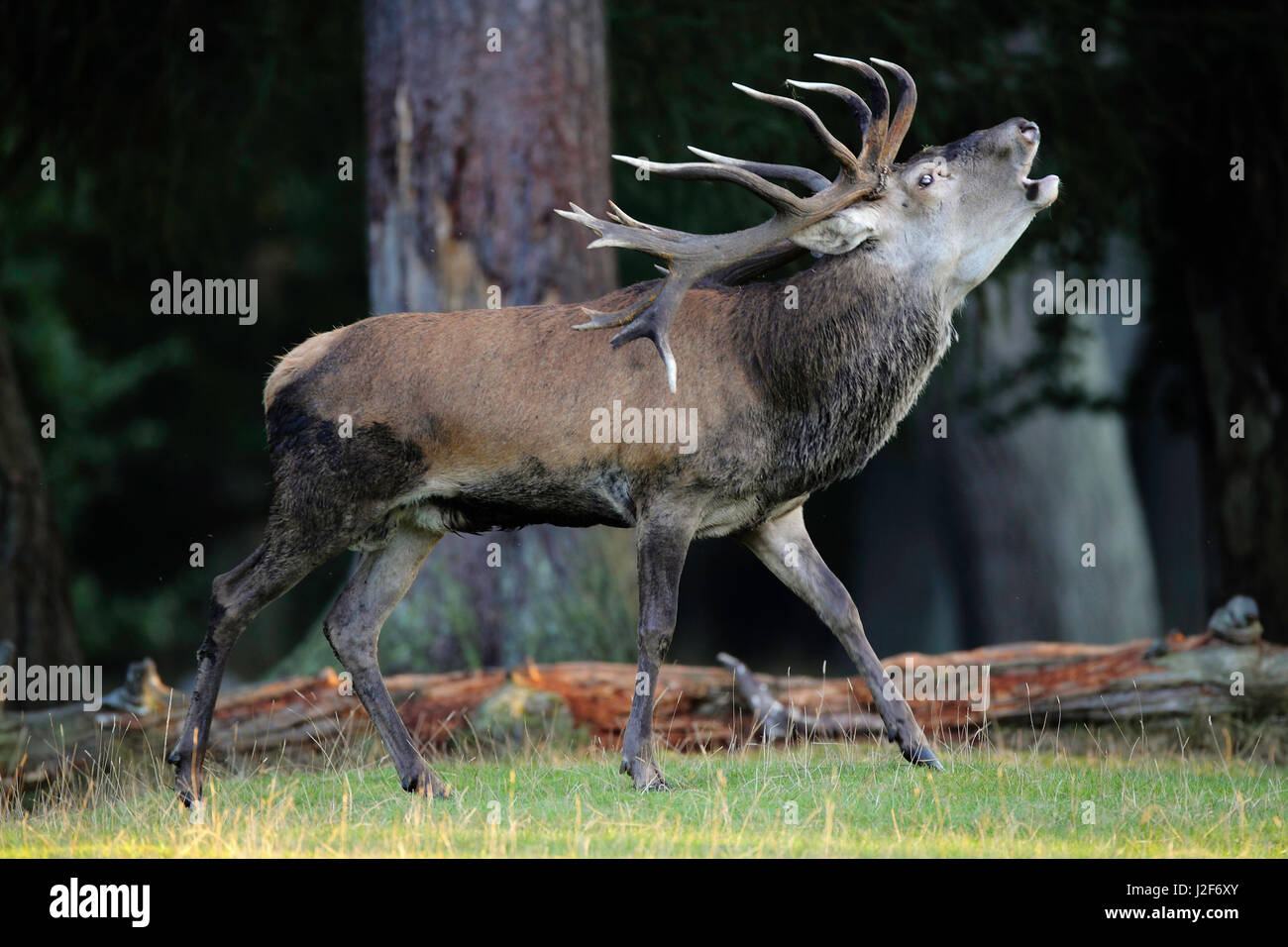 Floating deer hi-res stock photography and images - Alamy