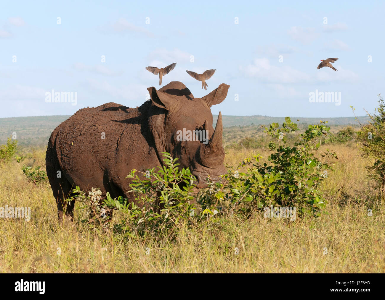 Red rhinoceros hi-res stock photography and images - Alamy