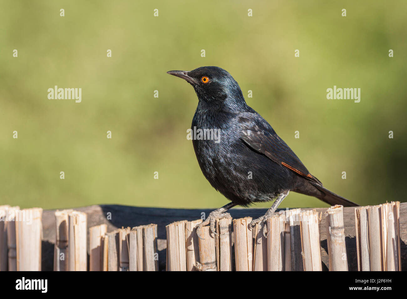 Pale-winged Starling sitting on a fence against green background Stock ...