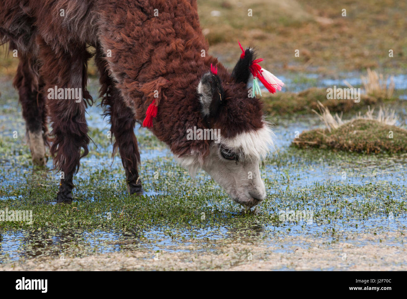 Llama drinking hi-res stock photography and images - Alamy