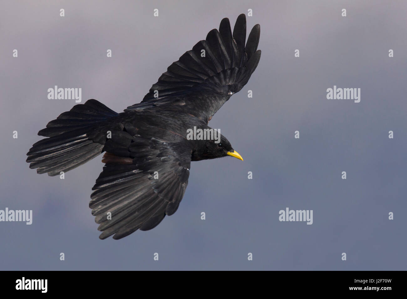 Flying Alpine Chough (Pyrrhocorax graculus Stock Photo - Alamy