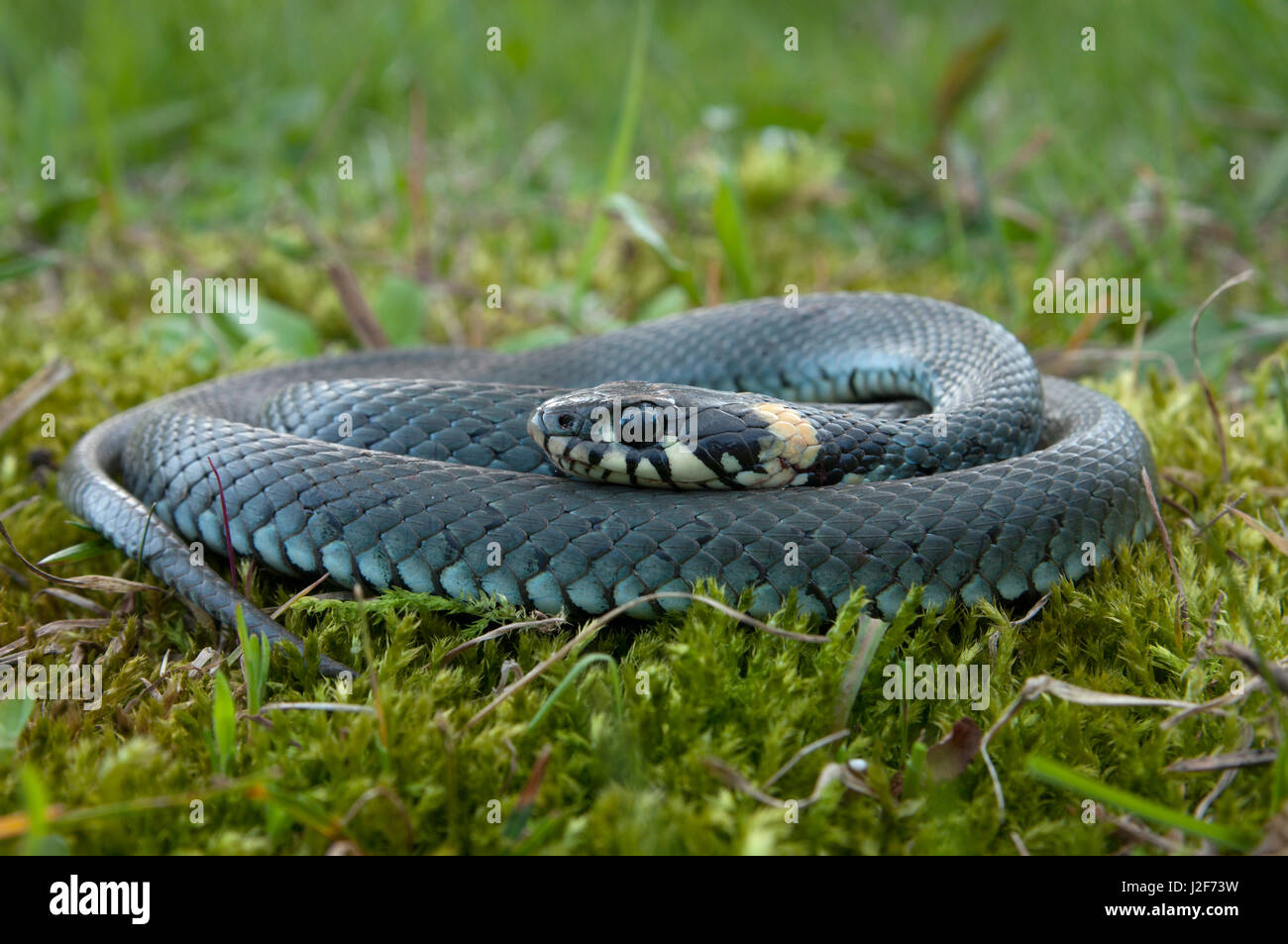 Garden snake hi-res stock photography and images - Alamy