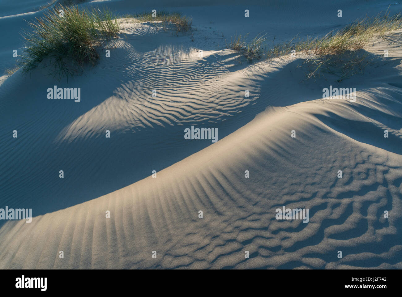 Sanddunes in the Dutch delta Stock Photo - Alamy