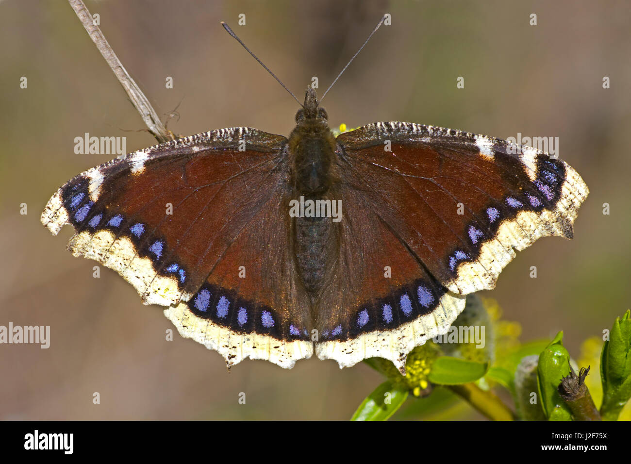 Mourning cloak hi-res stock photography and images - Alamy
