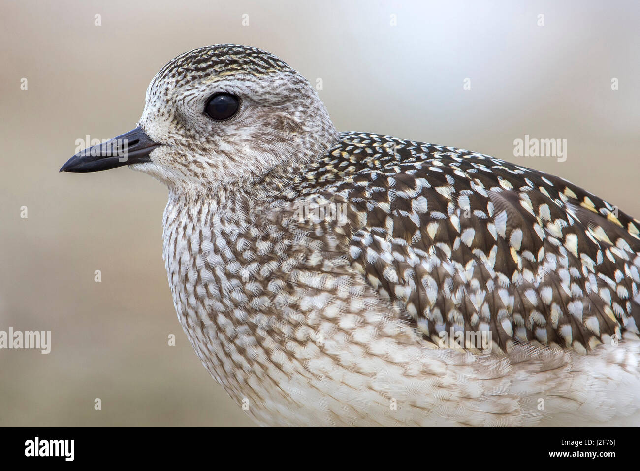 Grey Plover; Pluvialis squatarola Stock Photo - Alamy