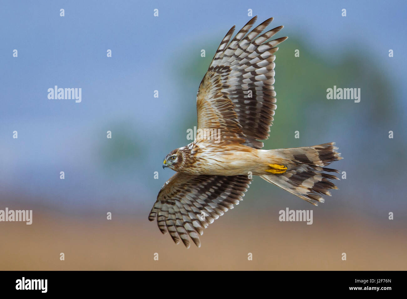 Flying Hen Harrier; Circus cyaneus Stock Photo - Alamy