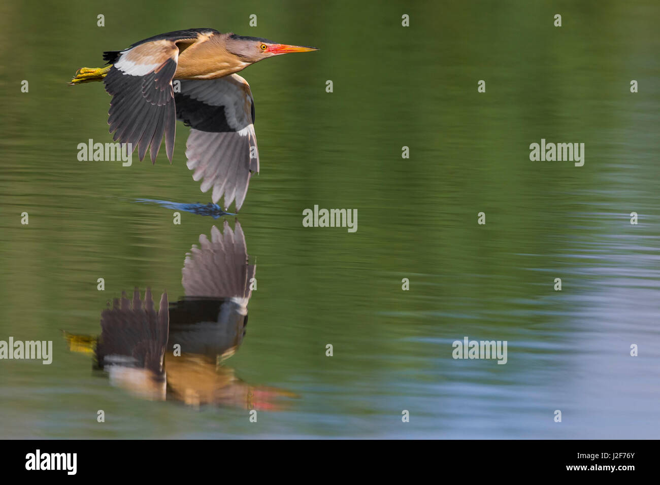 Flying bittern hi-res stock photography and images - Alamy