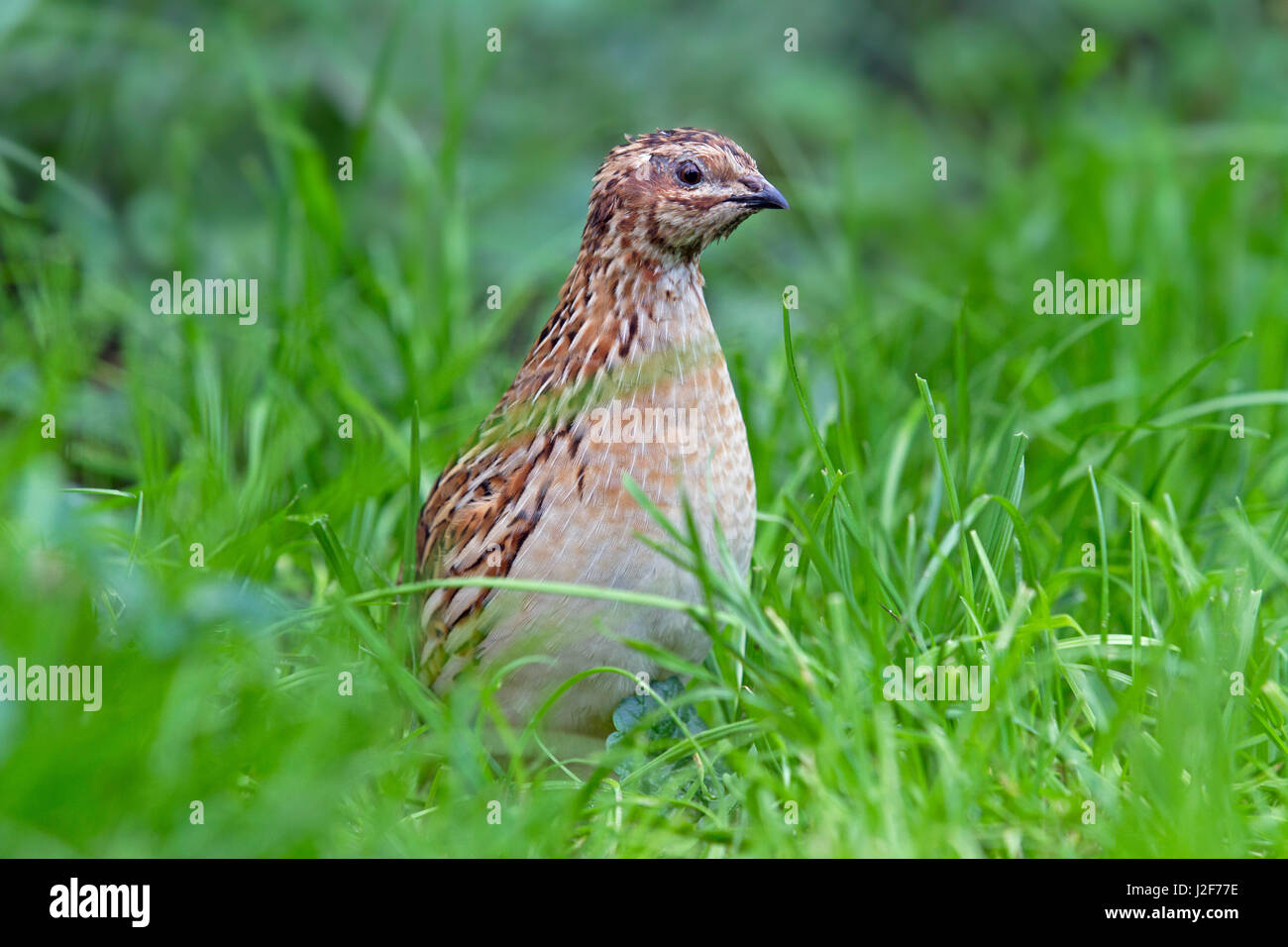 A Common Quail in the grass Stock Photo - Alamy