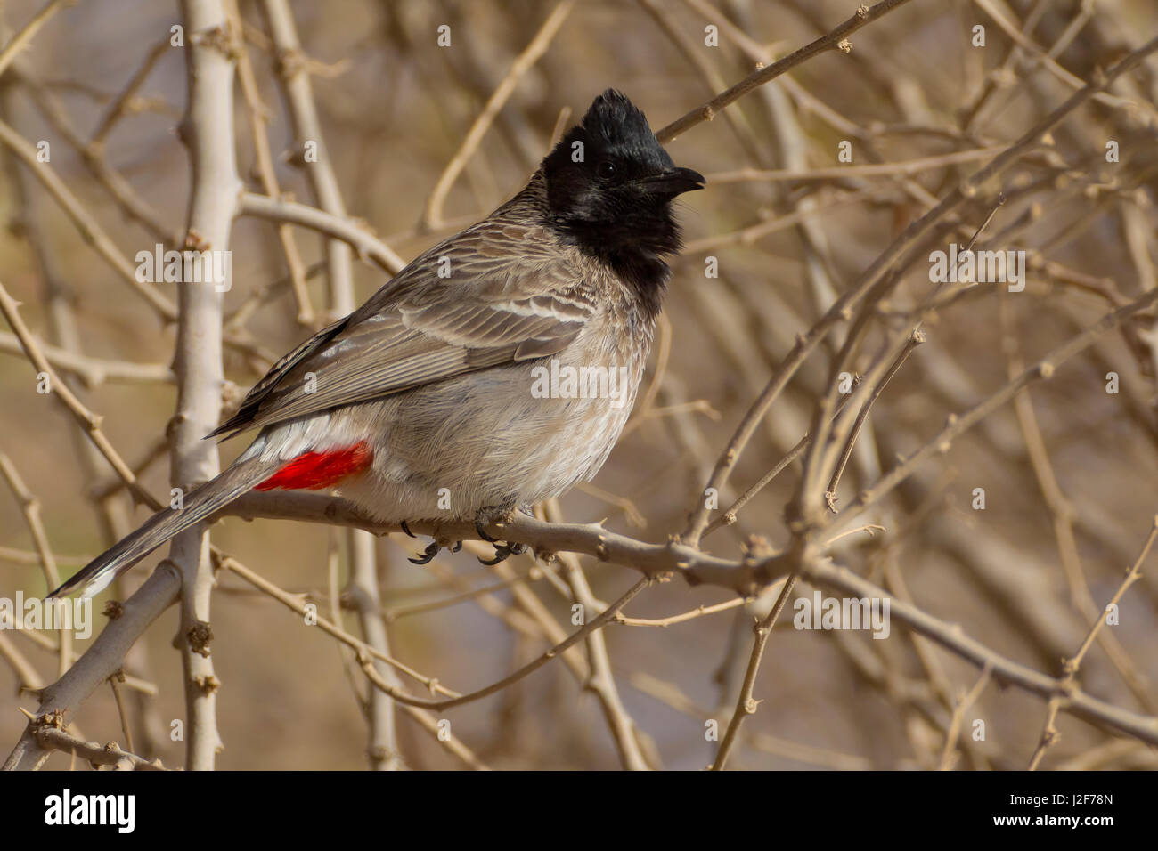 Pycnonotus hi-res stock photography and images - Alamy