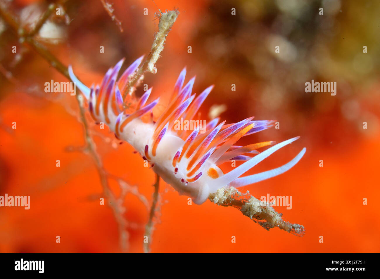 The Cratena peregrina sea slug is common in the Mediterranean. Usually ...