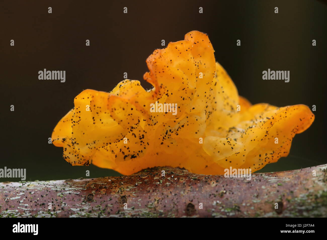 Golden jelly fungus hi-res stock photography and images - Alamy