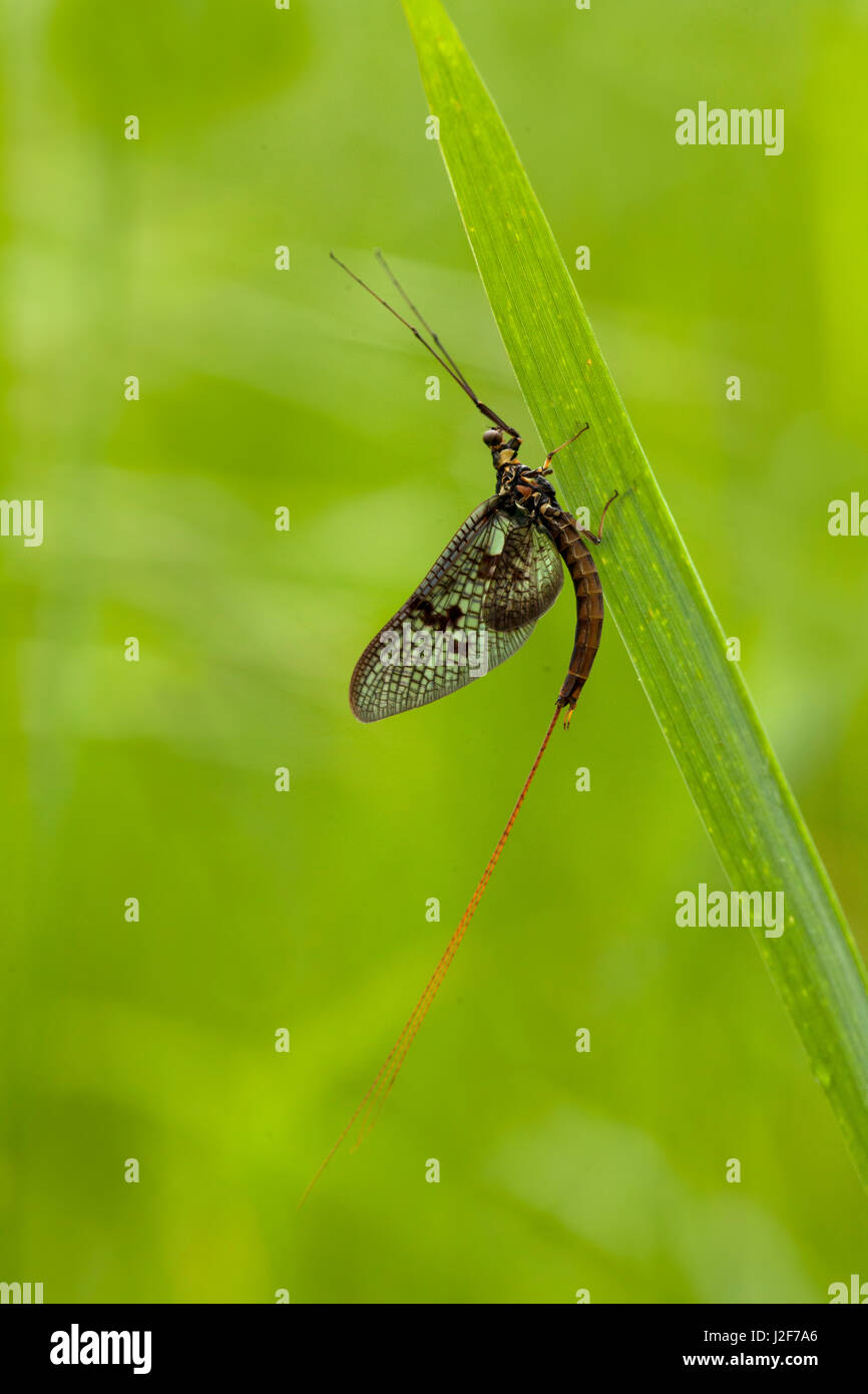 Mayfly on water hi-res stock photography and images - Alamy
