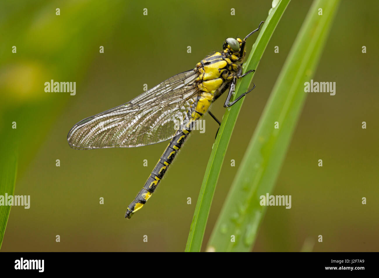 Club tail hi-res stock photography and images - Alamy