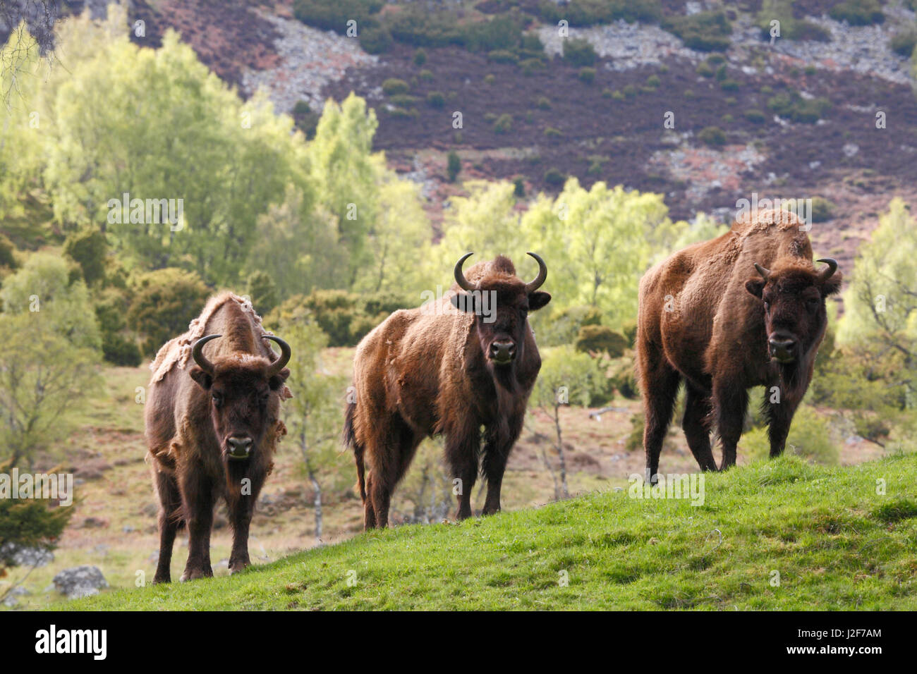 Three European bisons in a wildlife park in Scotland Stock Photo - Alamy