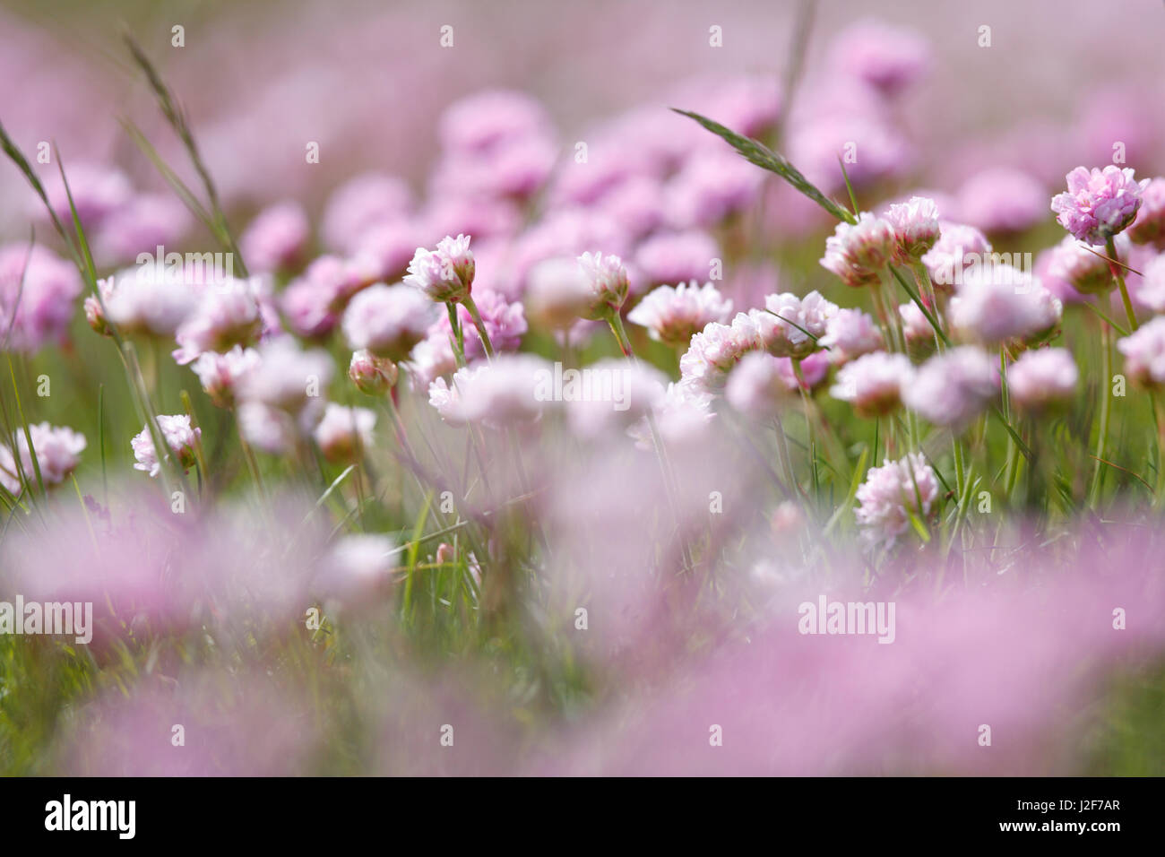 Flowers of the salt tolerant marsh Daisy Stock Photo - Alamy