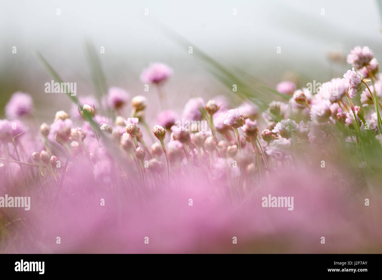 Flowers of the salt tolerant marsh Daisy Stock Photo - Alamy