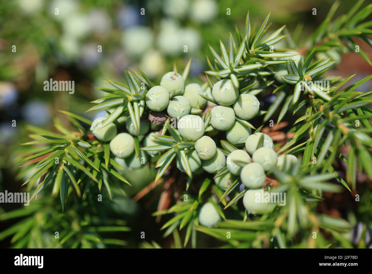 Common juniper hi-res stock photography and images - Alamy
