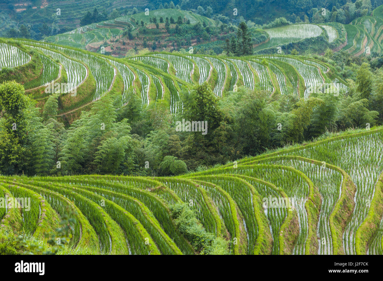 Rice paddies china hi-res stock photography and images - Alamy