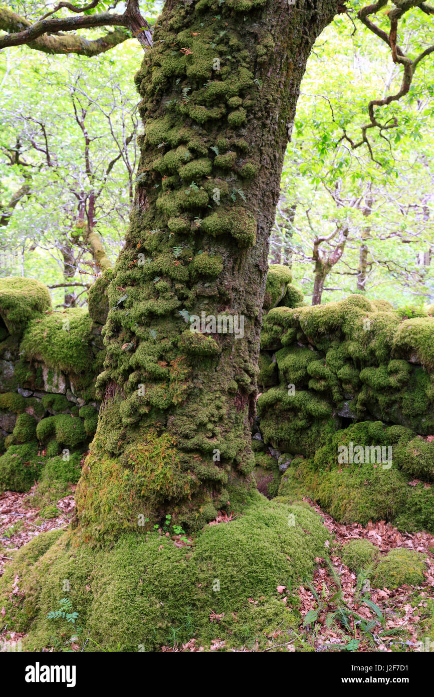 A with mosses overgrown oak tree and wall in Ariundle Oakwood nature ...