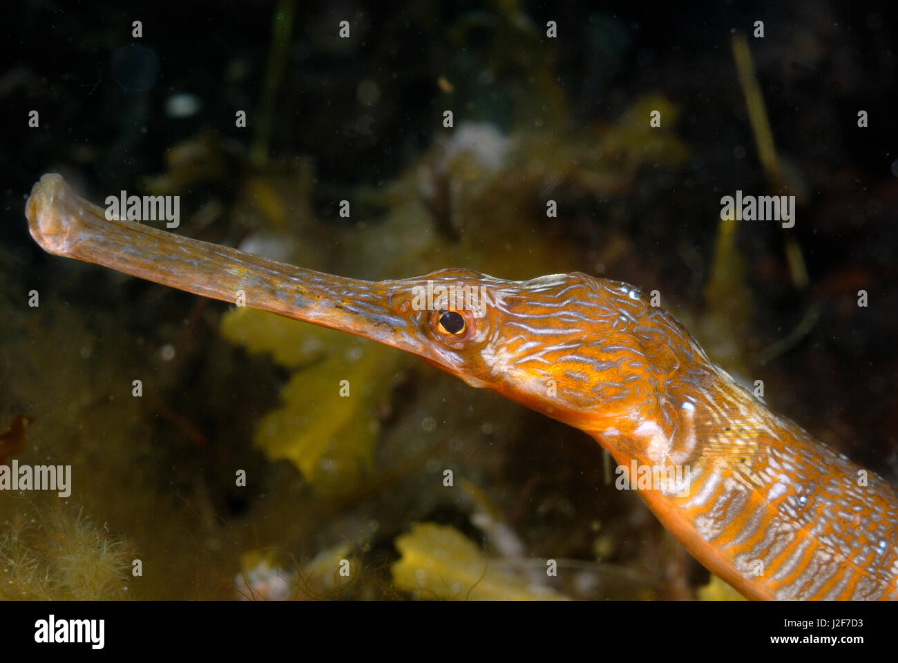 Underwater swimmers drawing hi-res stock photography and images - Alamy