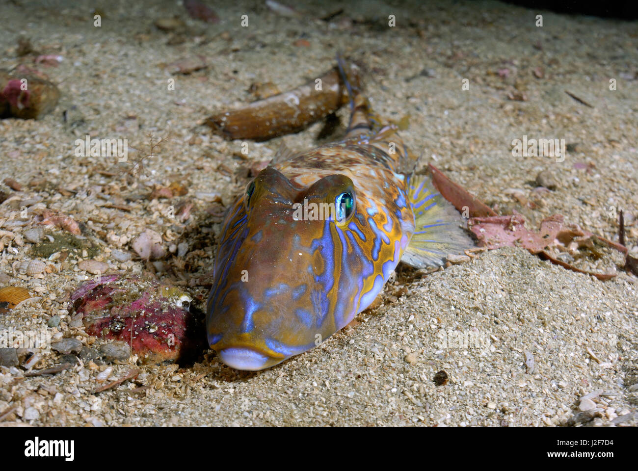 The Common dragonet is a bottom fish that lives from Norway to ...