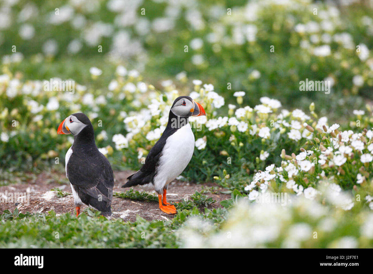 Two atlantic puffins surrounded hi-res stock photography and images - Alamy