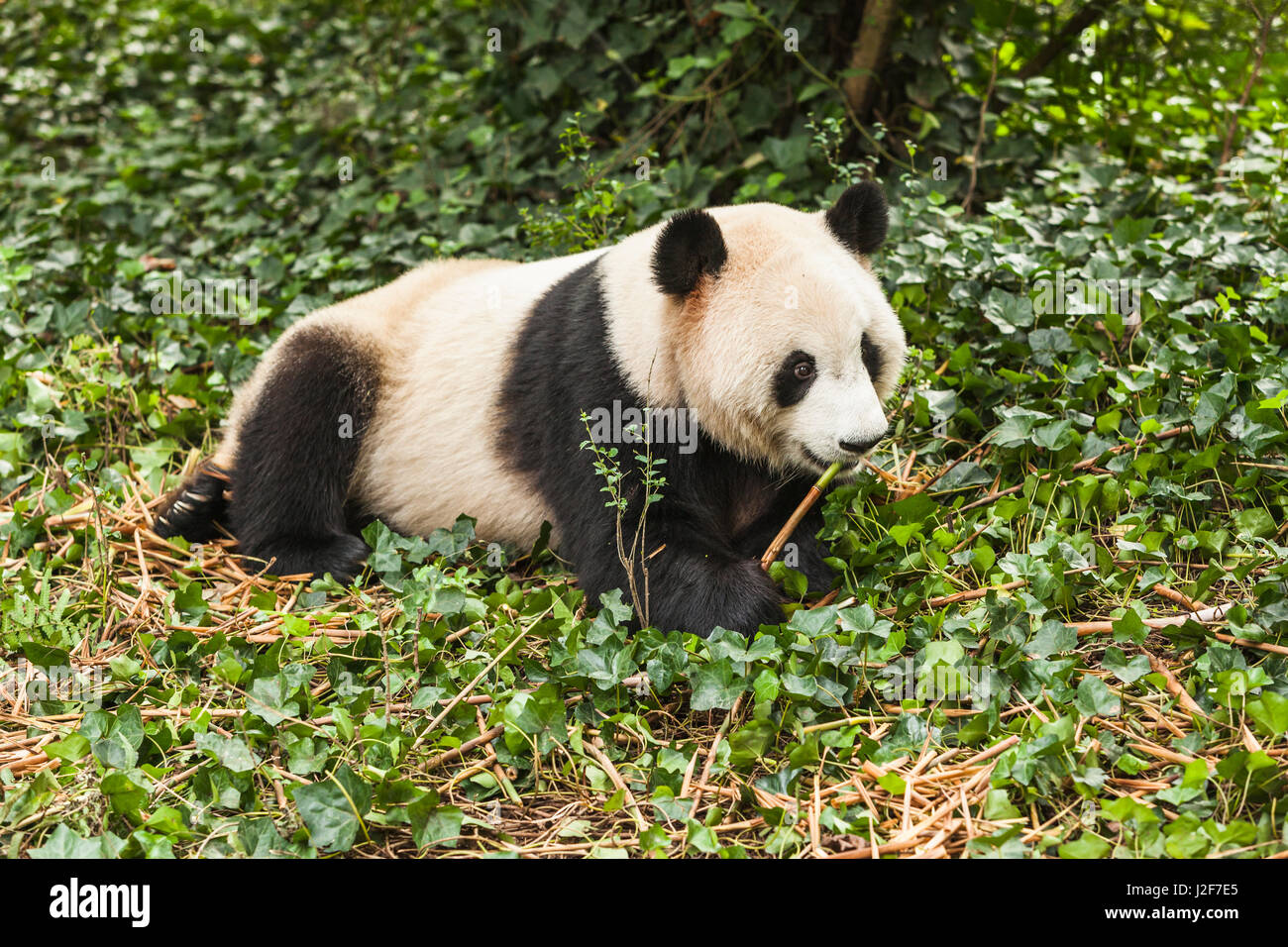 Giant Panda eating bamboo Stock Photo - Alamy
