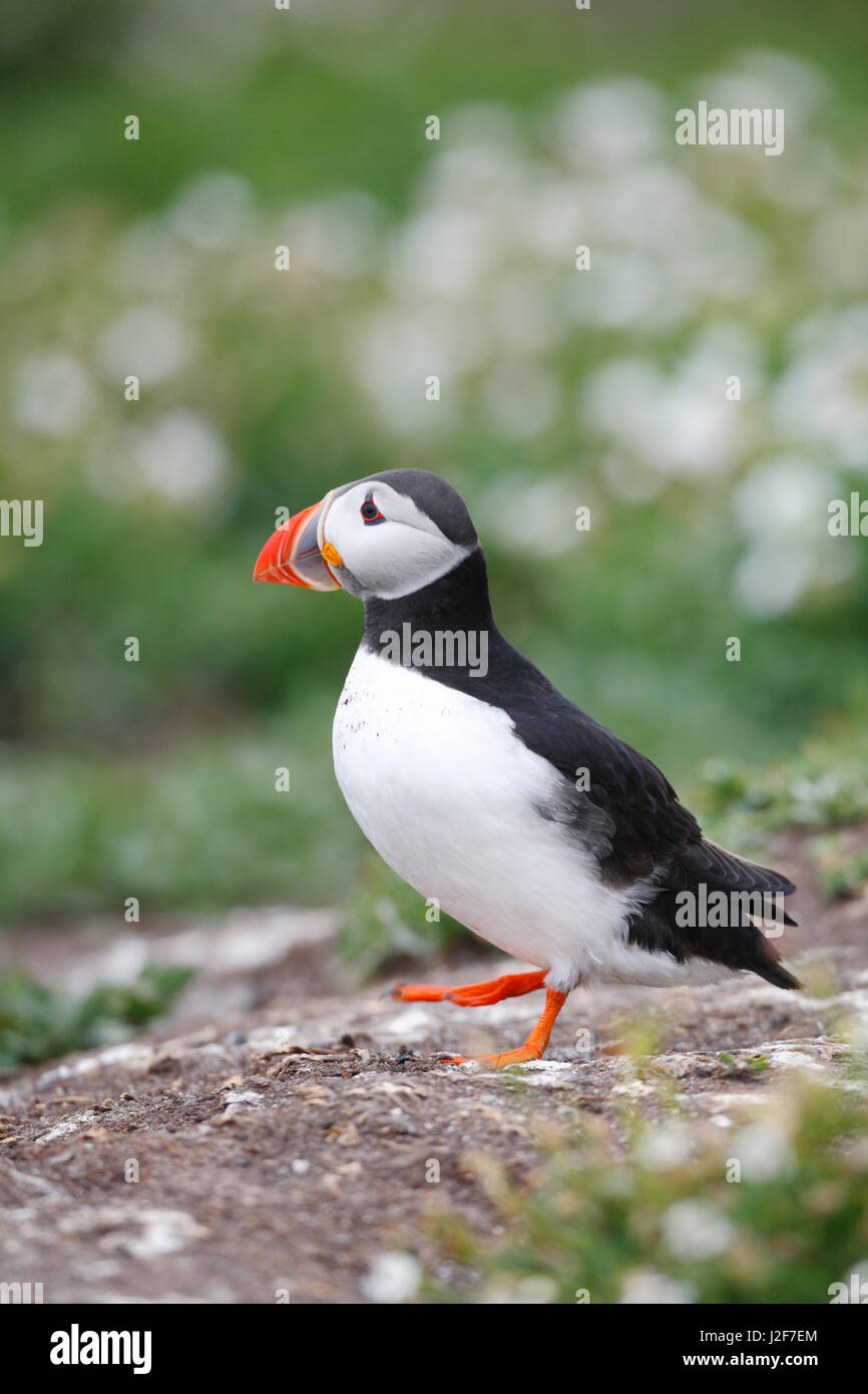 An Atlantic puffin in a colony on the Farne Islands, England Stock ...