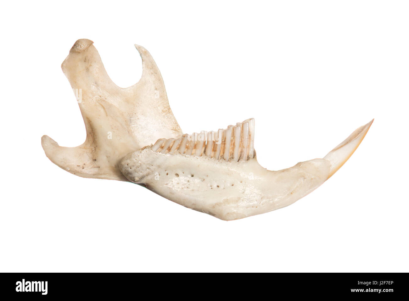 Common voles hi-res stock photography and images - Alamy