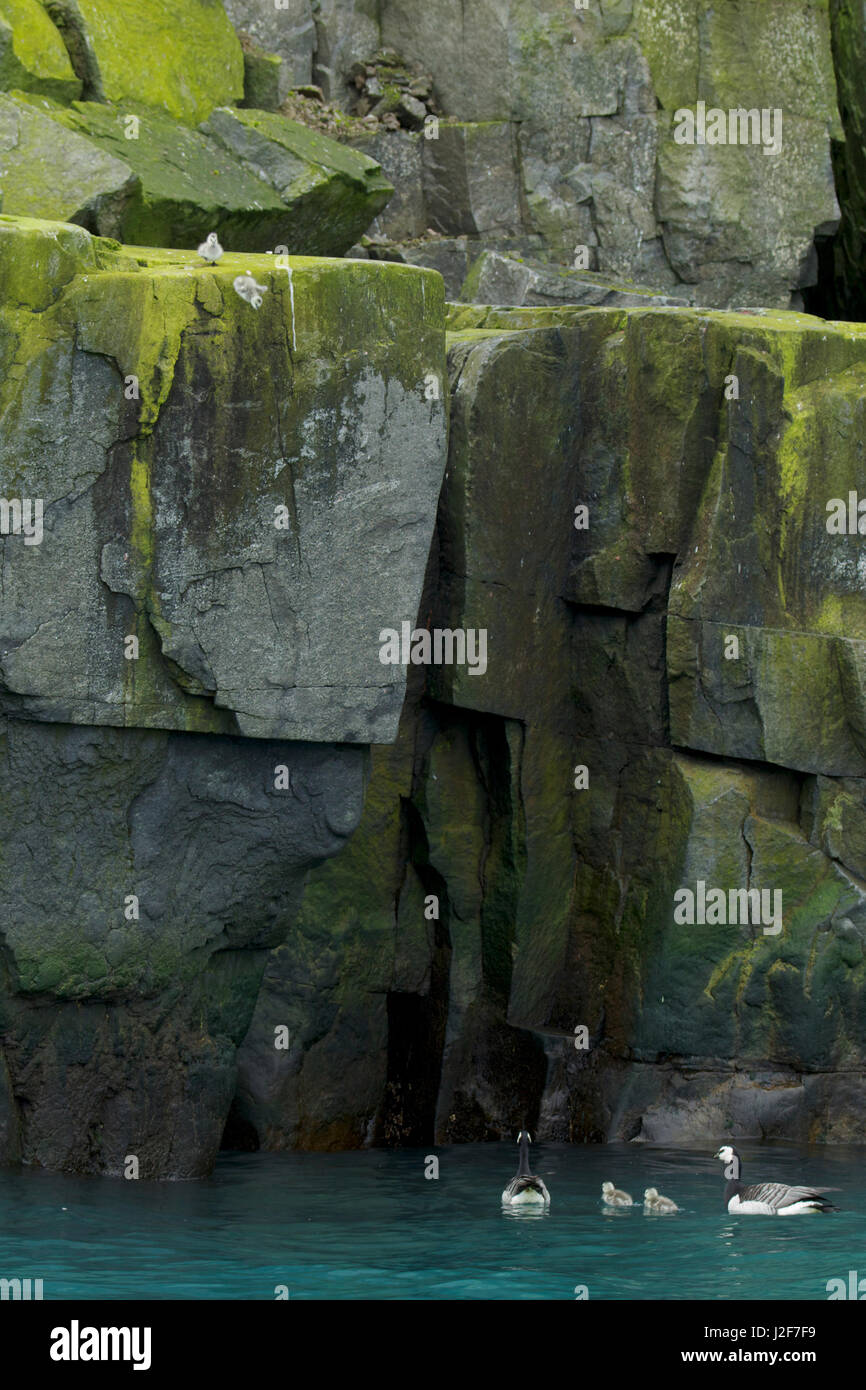 Barnacle gosling cliff hi-res stock photography and images - Alamy