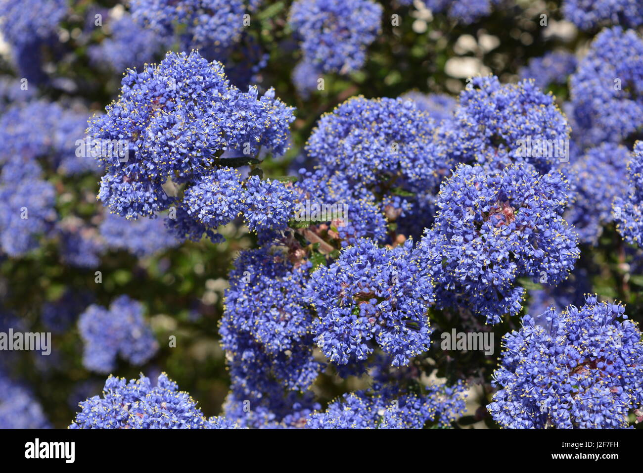 Ceanothus in full bloom hi-res stock photography and images - Alamy