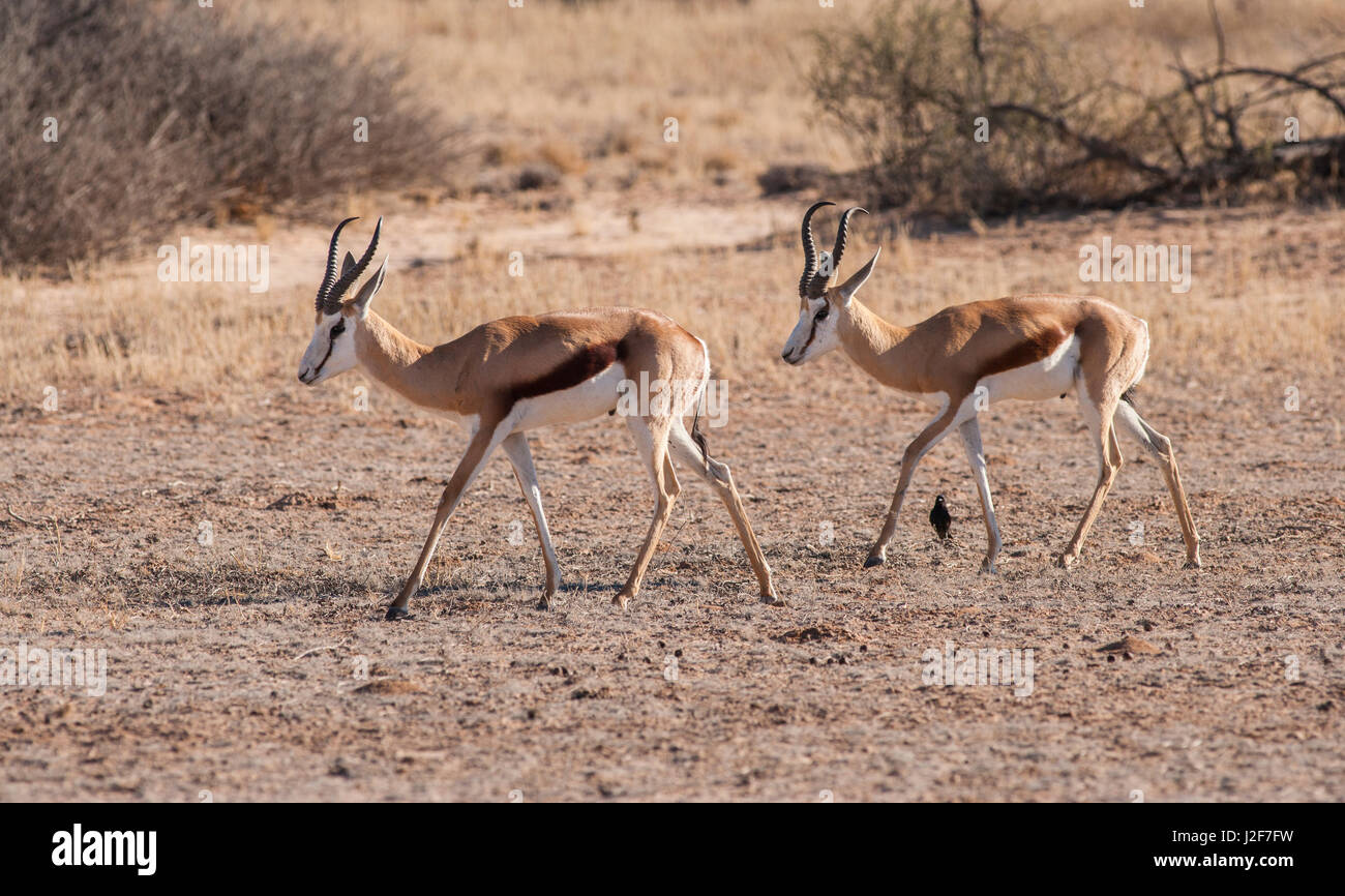 Two Springboks walking on the savanna Stock Photo - Alamy