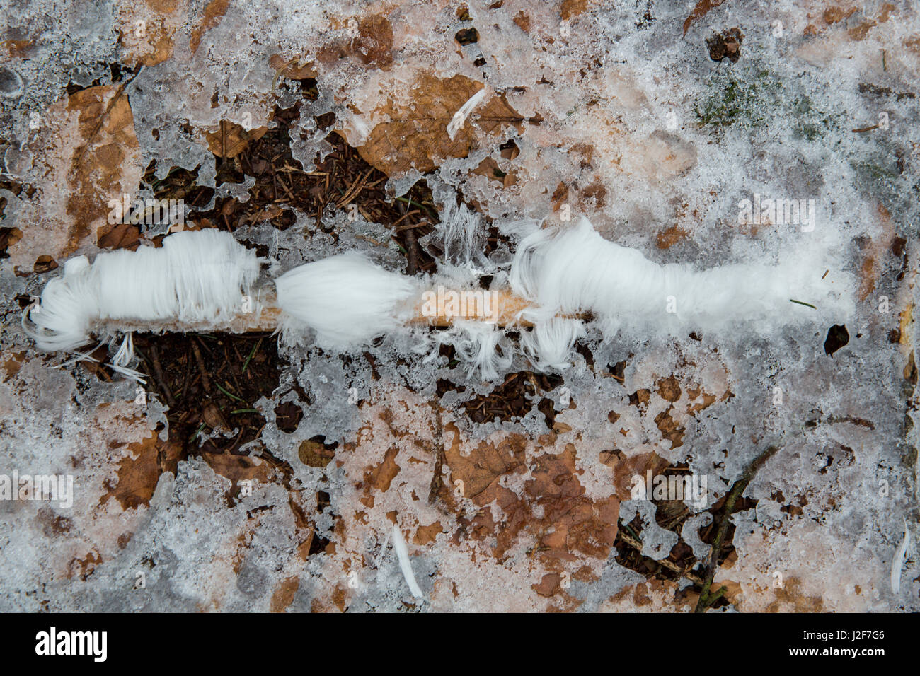 Thin layer hi-res stock photography and images - Alamy