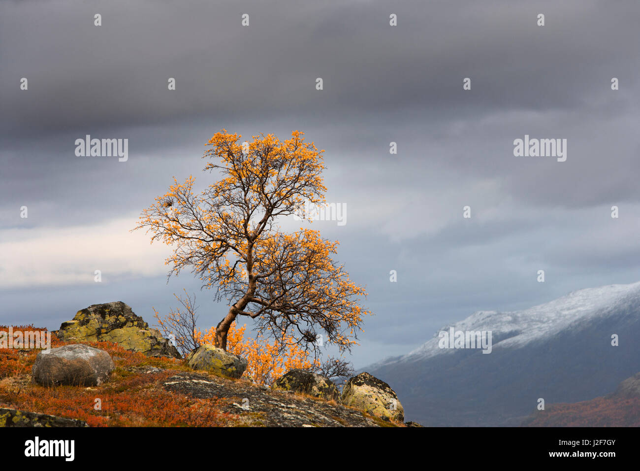 Lone Birch in autumn colours against overcast sky on a Norwegian fjell ...