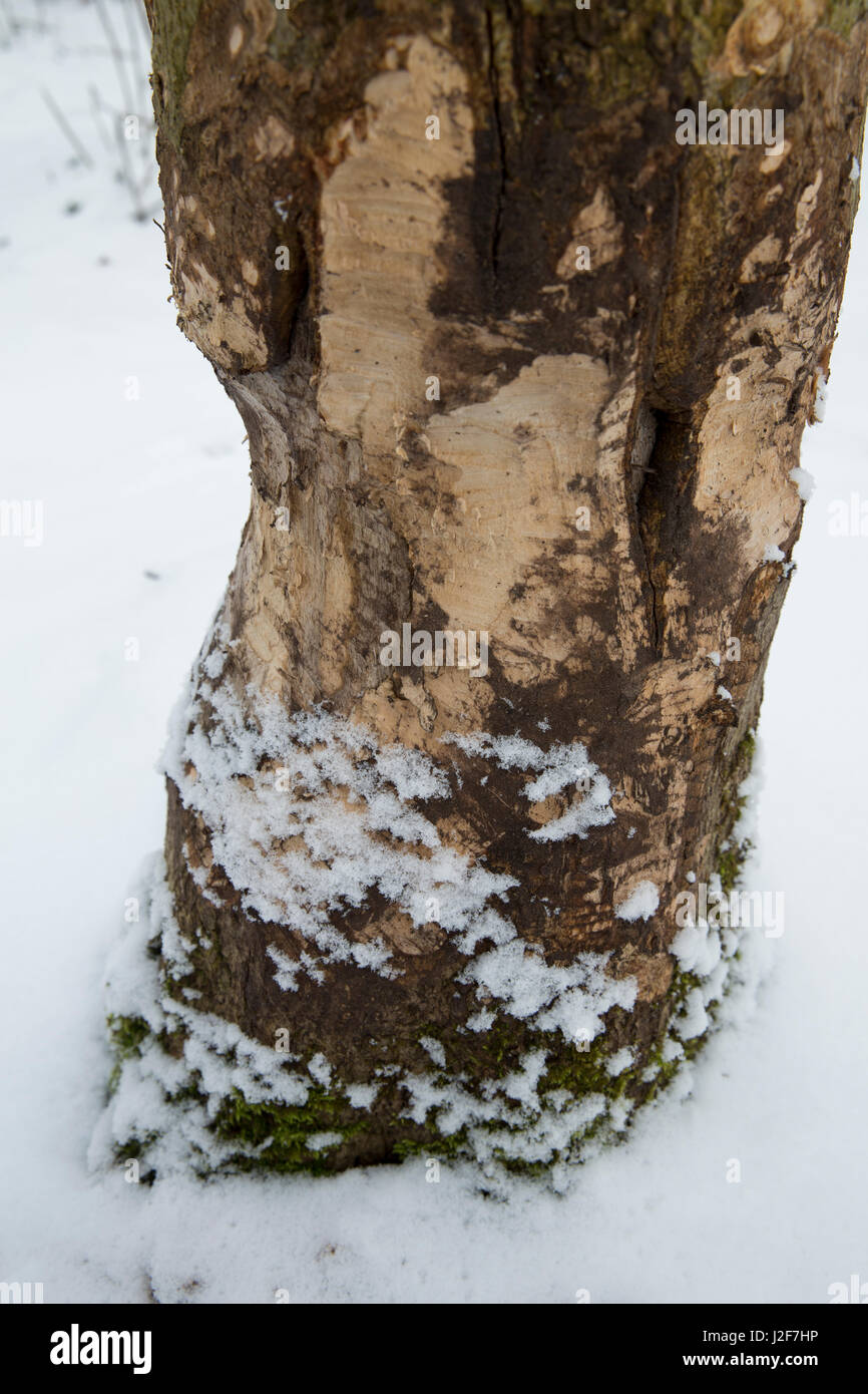 gnawing marks Beaver on a tree Stock Photo - Alamy