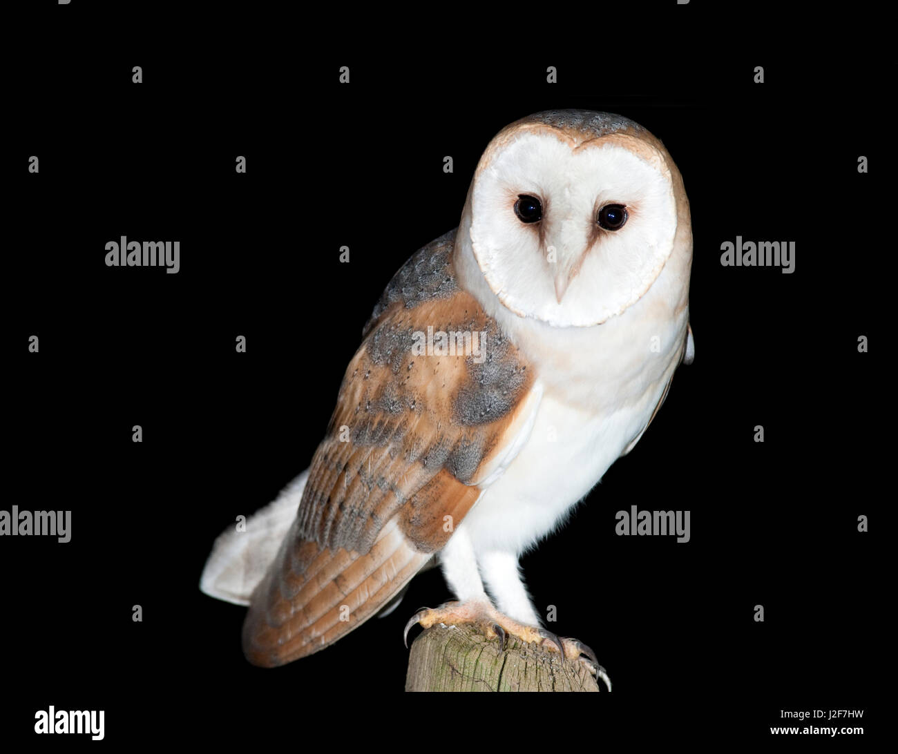 Western barn owl tyto alba hi-res stock photography and images - Alamy