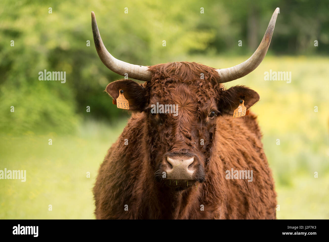 Saler cattle portrait Stock Photo - Alamy
