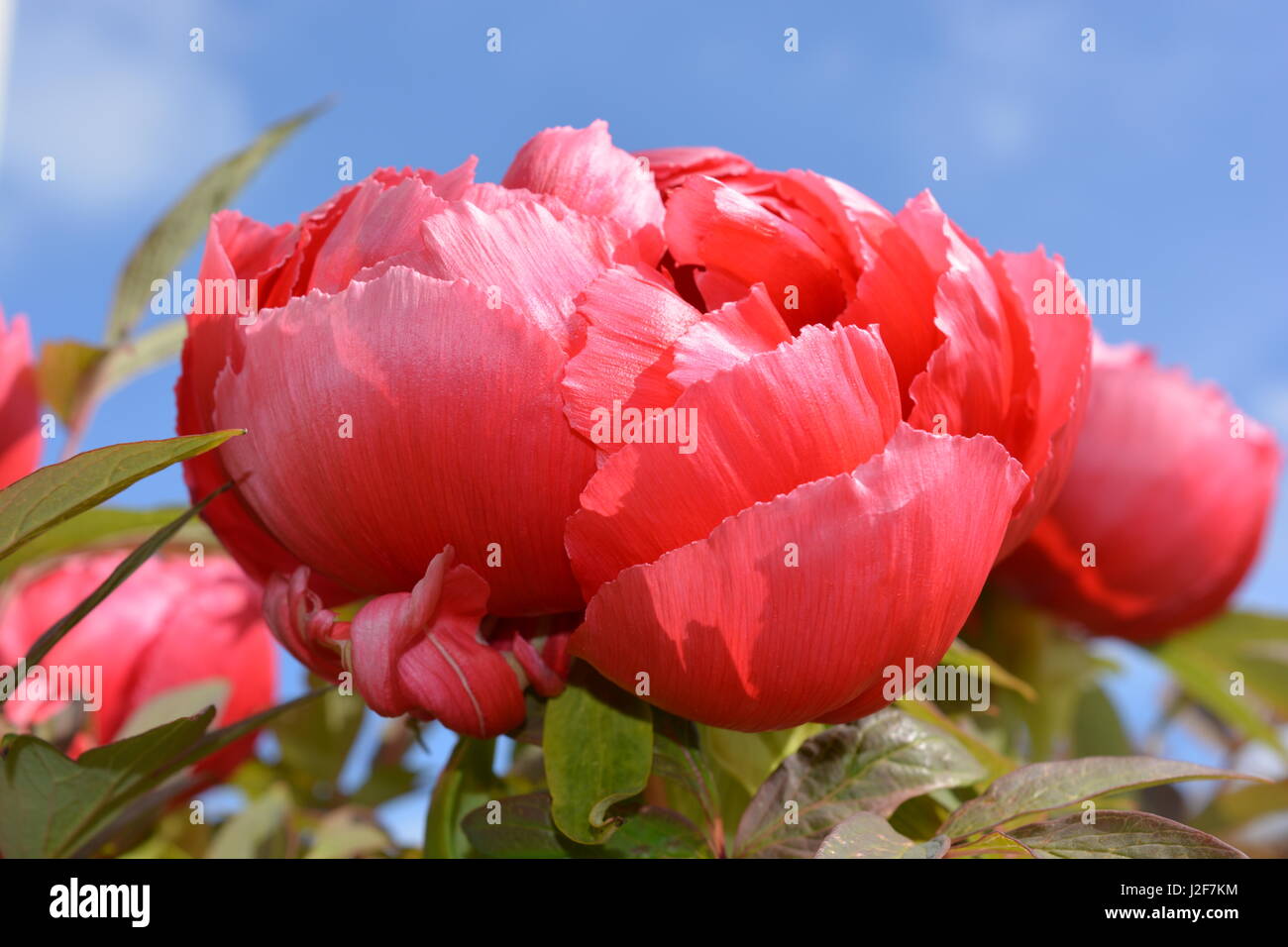 Tree peony flower hi-res stock photography and images - Alamy