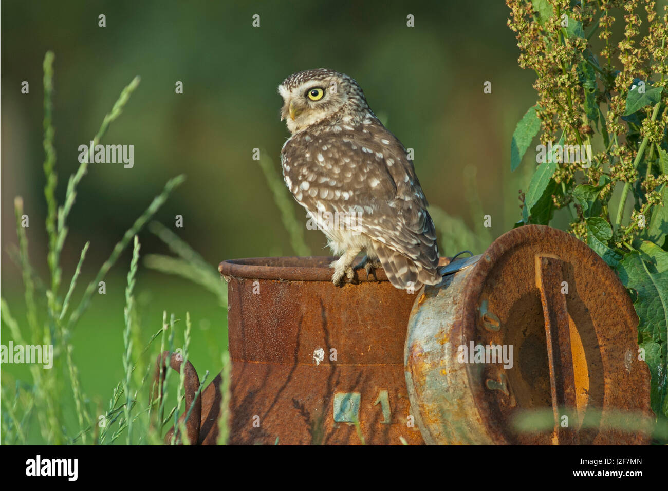 A little owl on a rusty milk can Stock Photo - Alamy