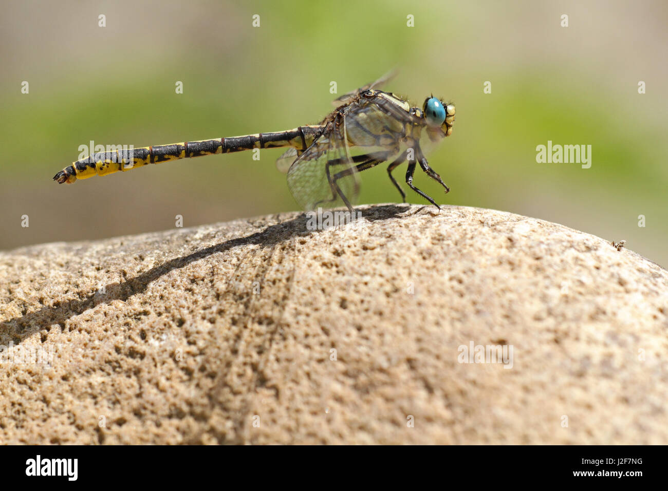 Clubtail hi-res stock photography and images - Alamy
