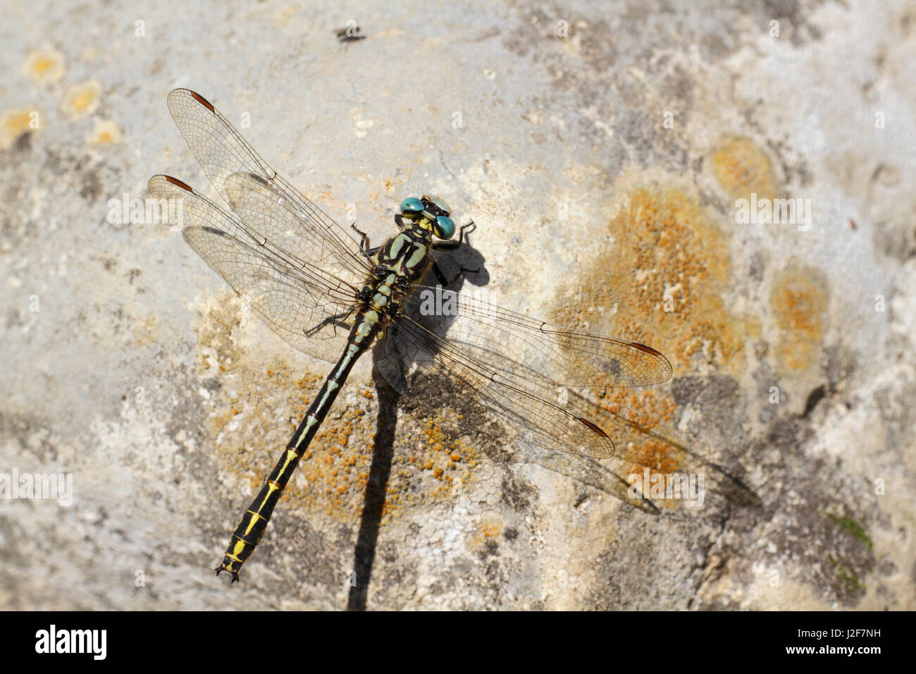 Clubtail hi-res stock photography and images - Alamy