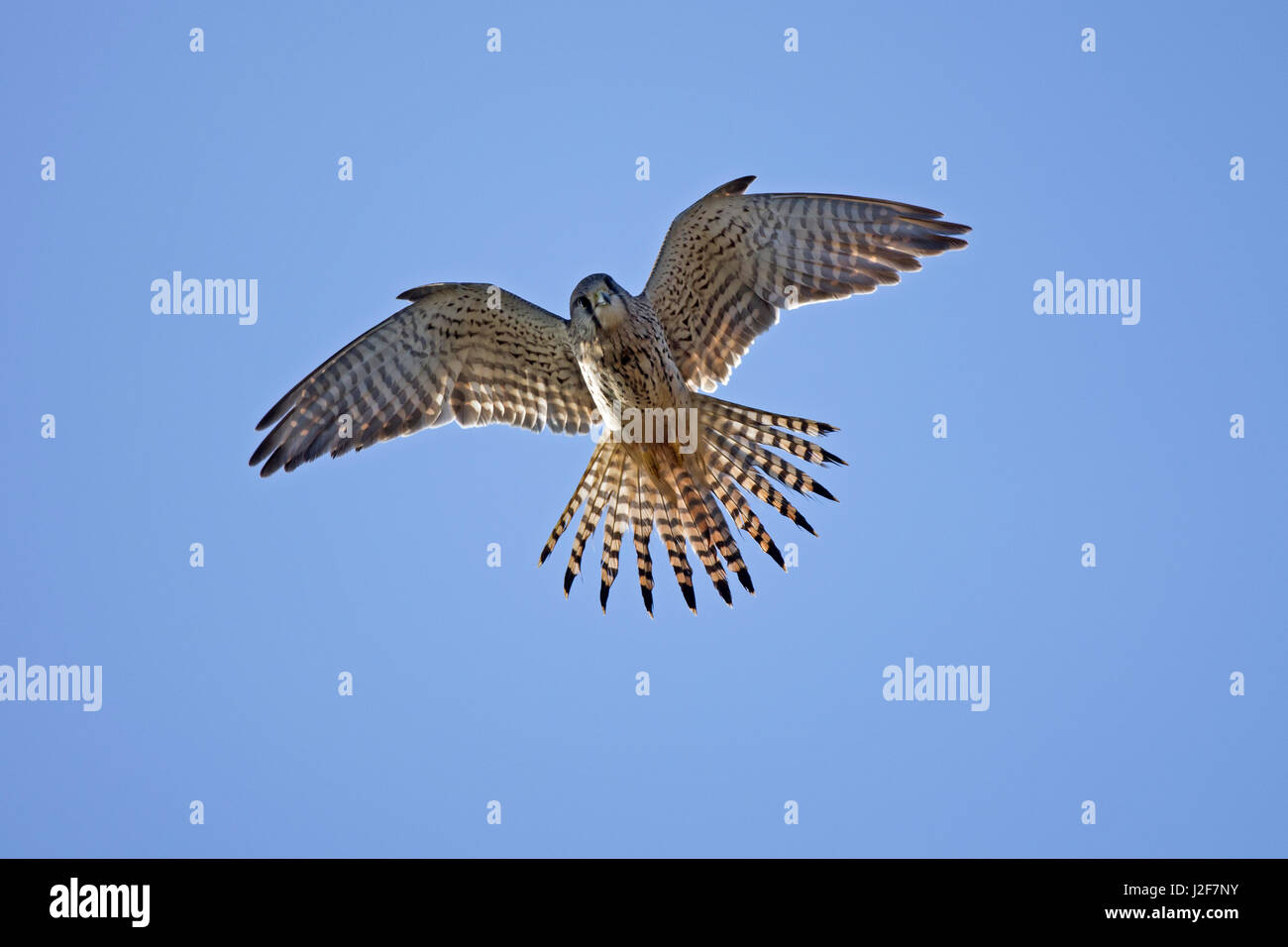 A hovering Common Kestrel Stock Photo - Alamy