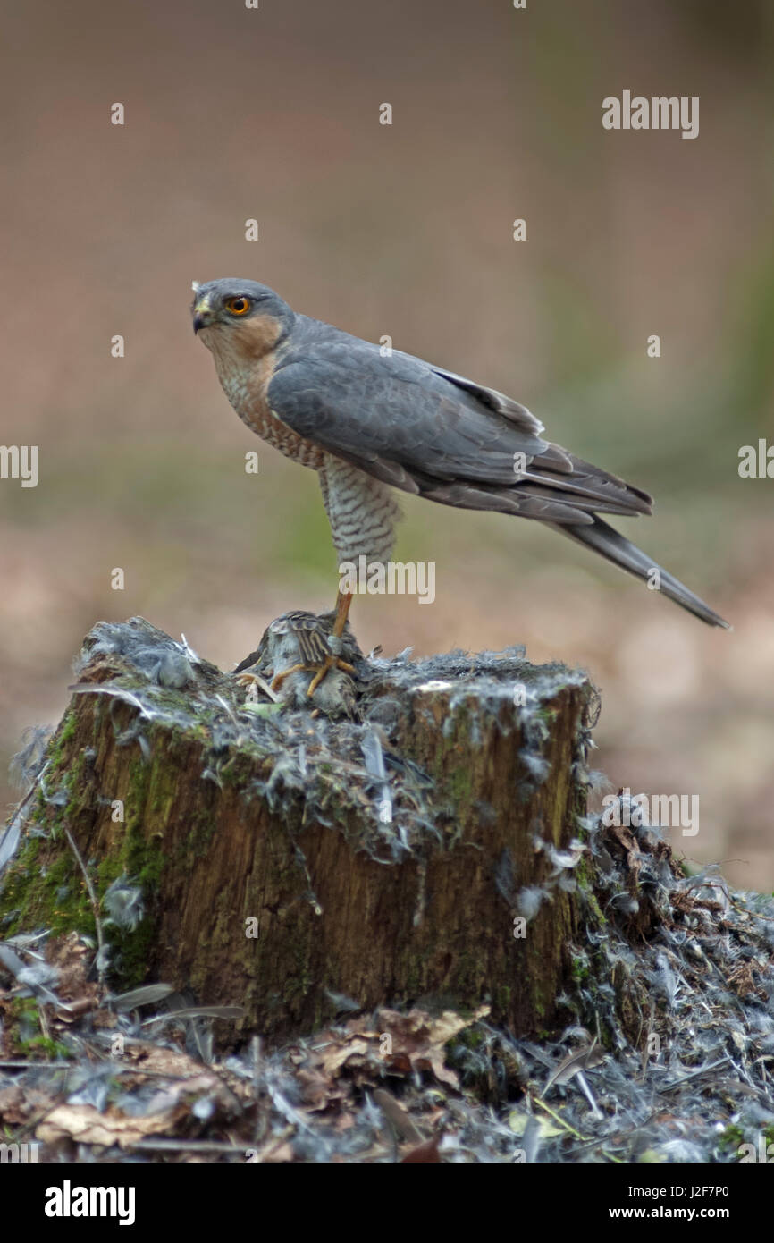 A sparrow hawk on a tree stump Stock Photo - Alamy