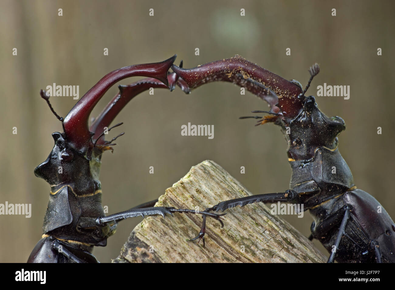 Stag beetles hi-res stock photography and images - Alamy