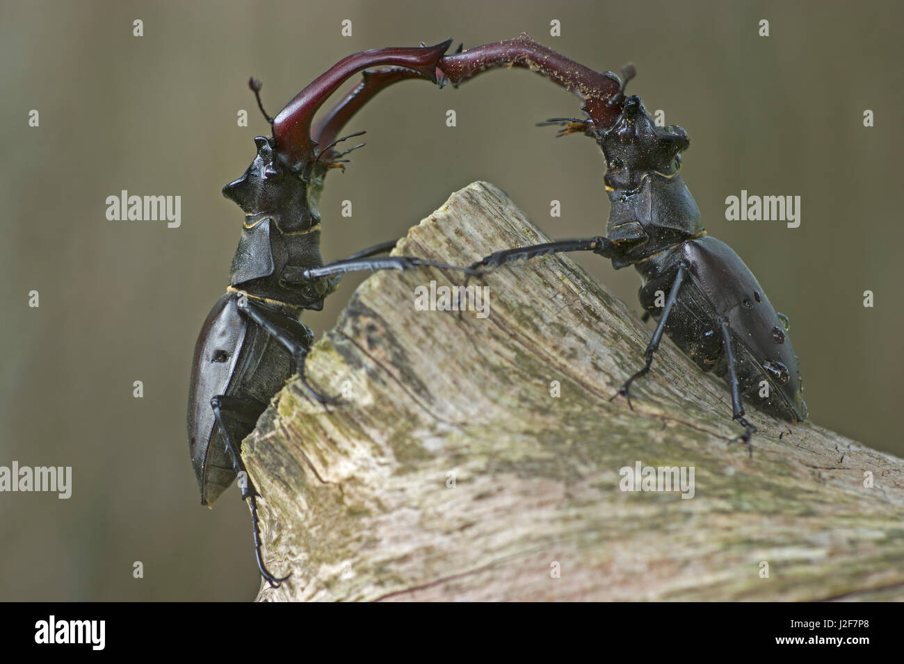 Stag beetles hi-res stock photography and images - Alamy