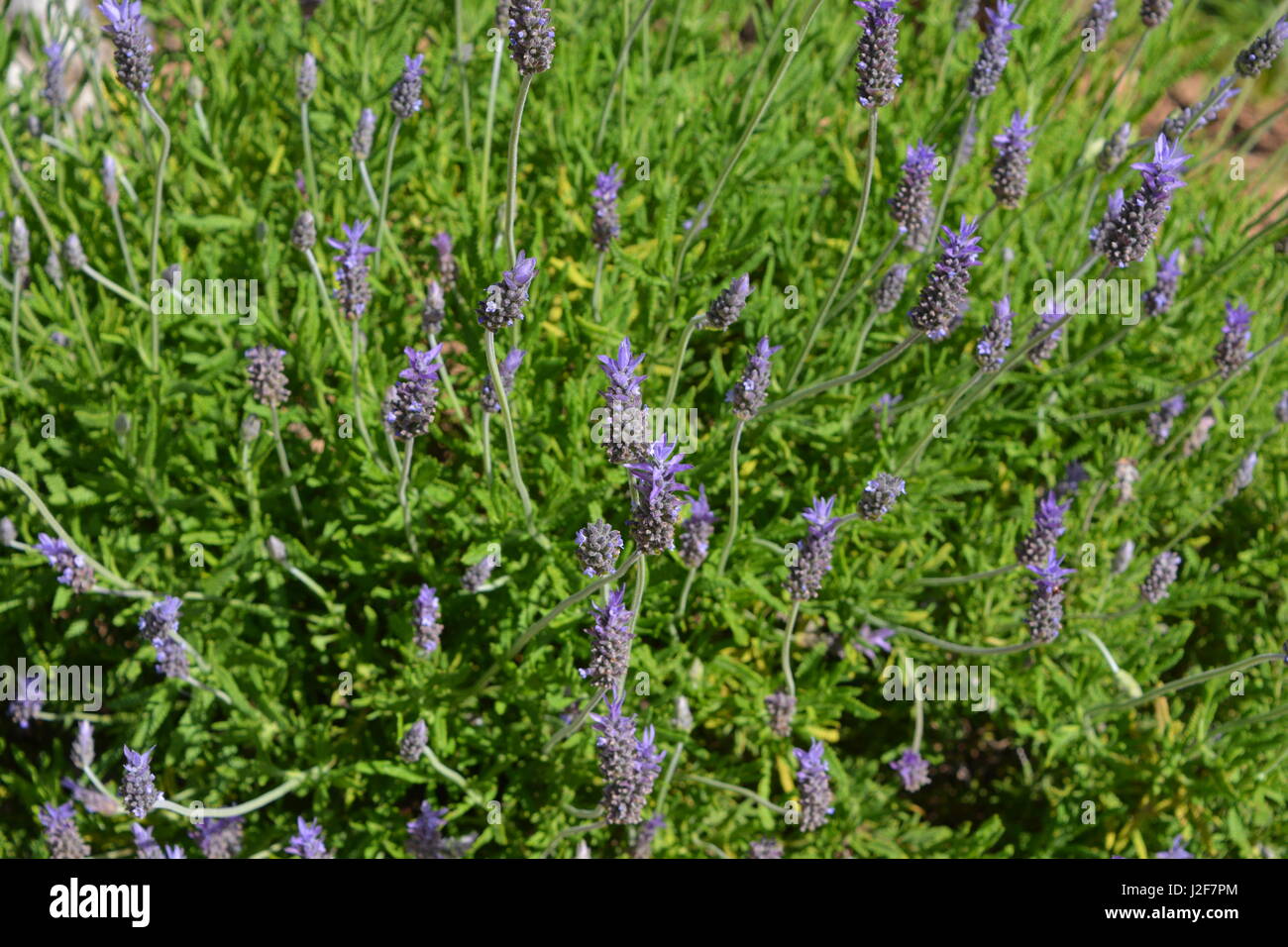 Lavender flowering in springtime Stock Photo - Alamy