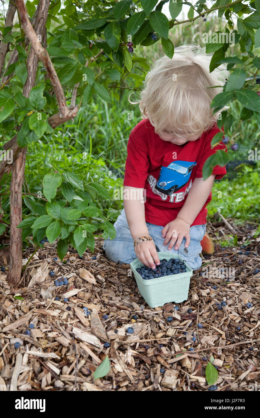 Child picking blueberries Stock Photo - Alamy