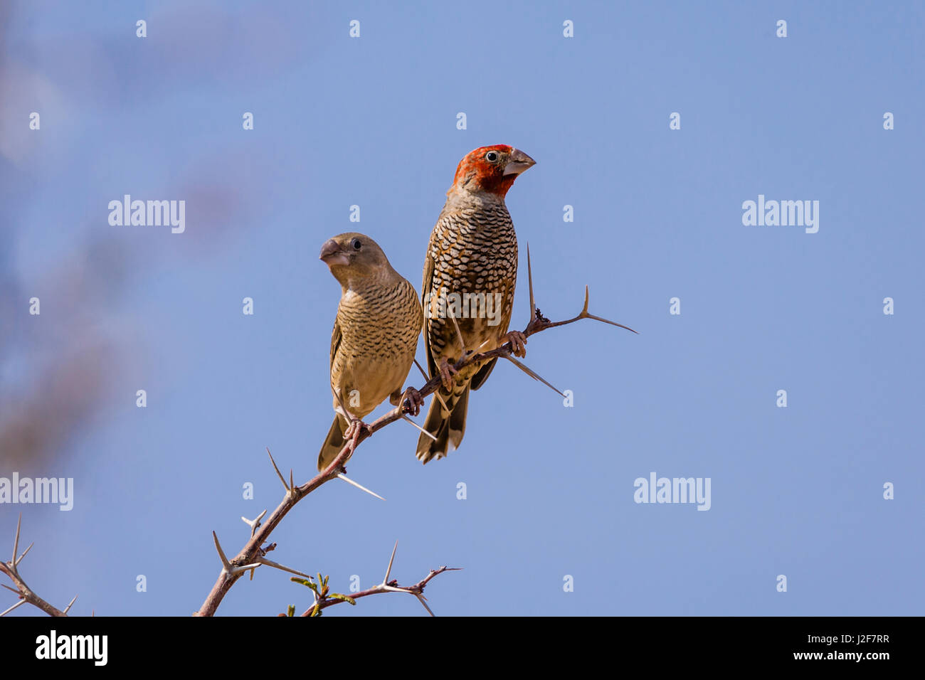 Finches hi-res stock photography and images - Alamy