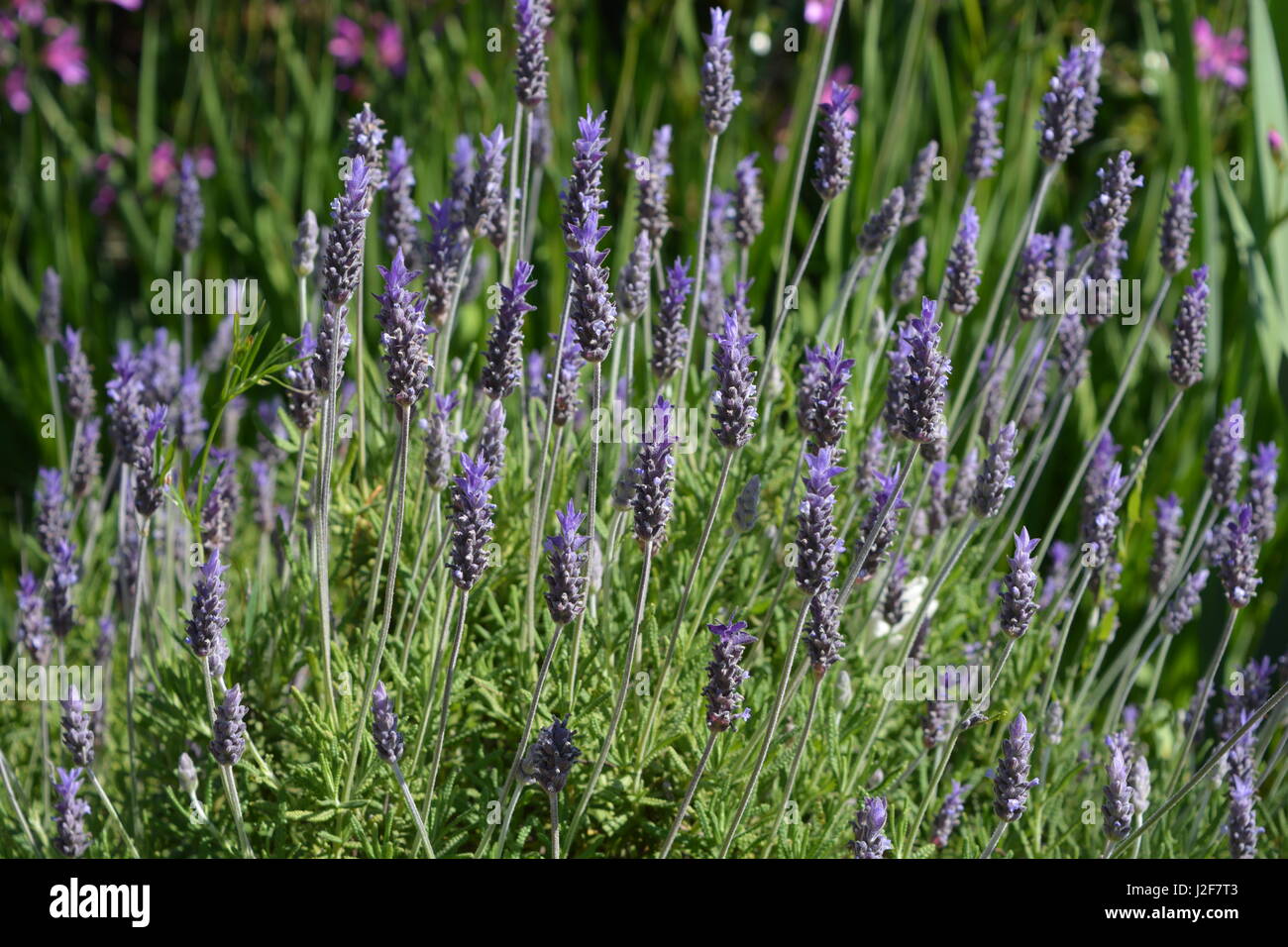 Lavender flowering in springtime Stock Photo - Alamy