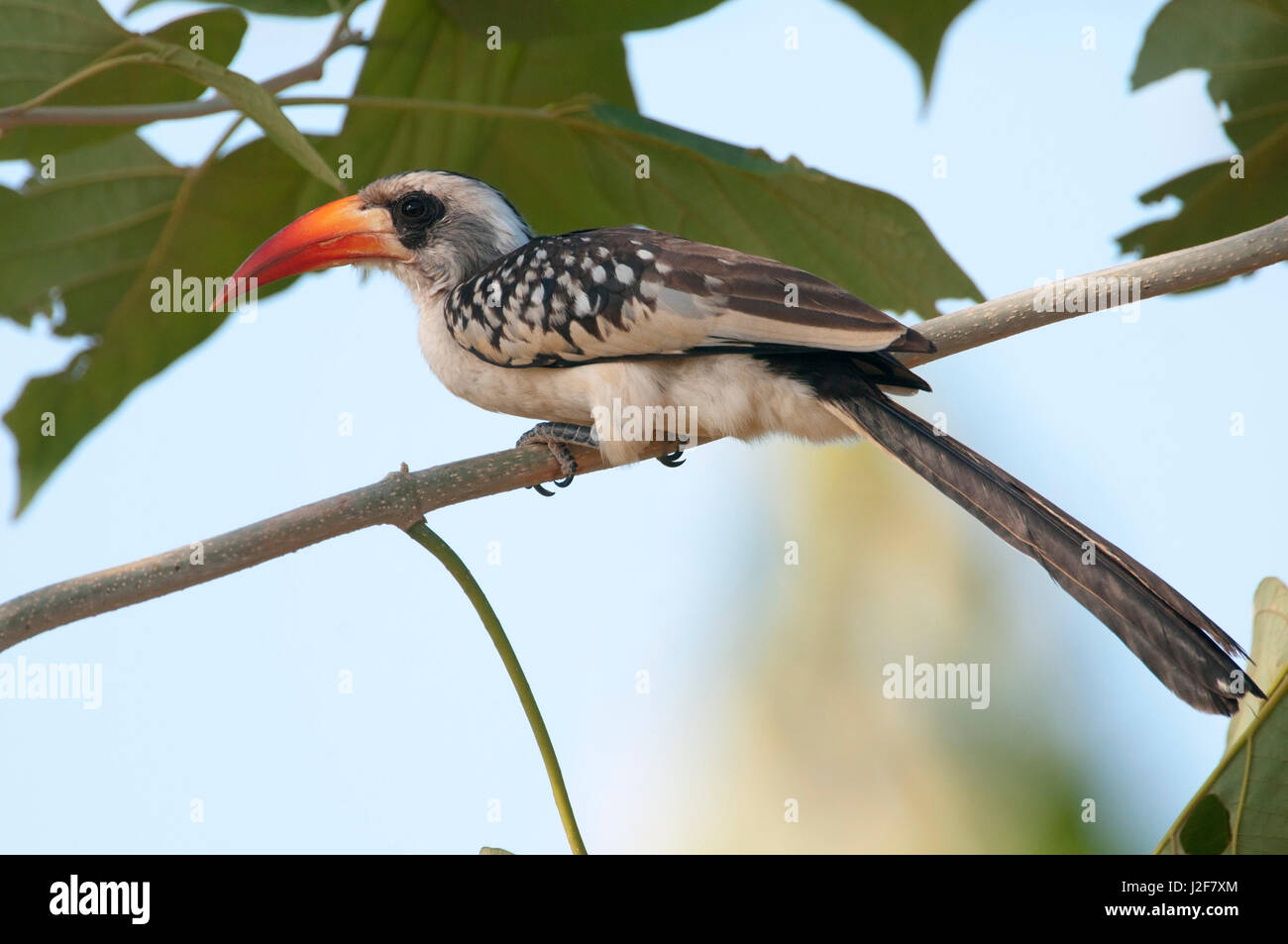Western Red-billed Hornbill Stock Photo - Alamy